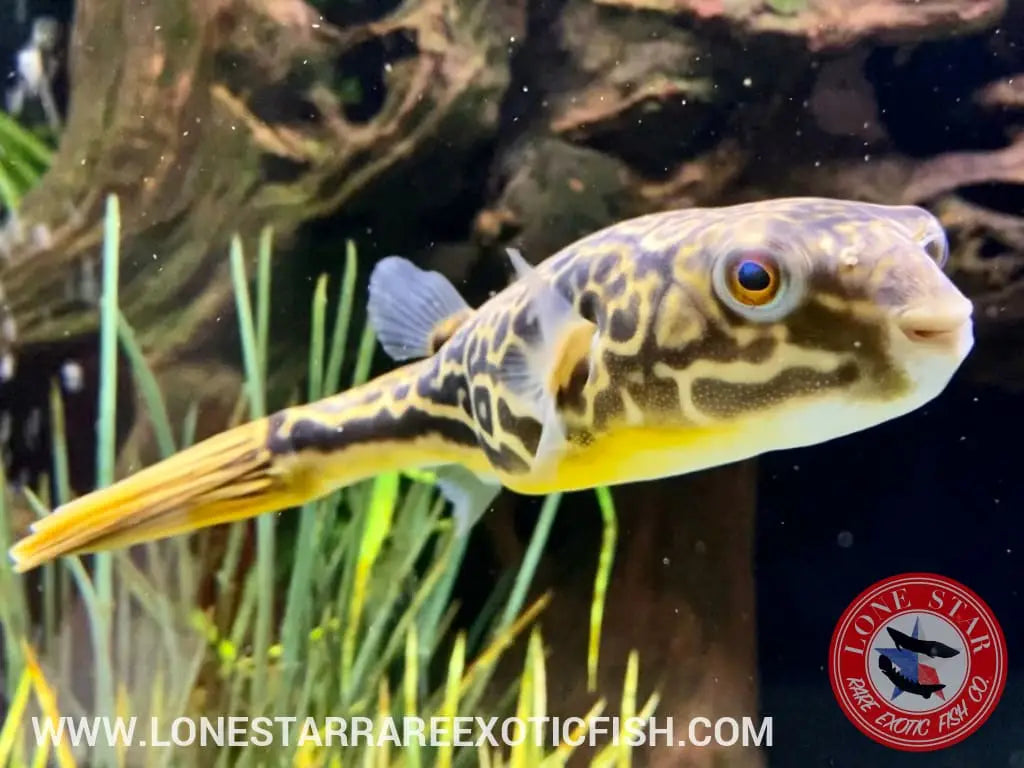 Freshwater puffer fish for sale store