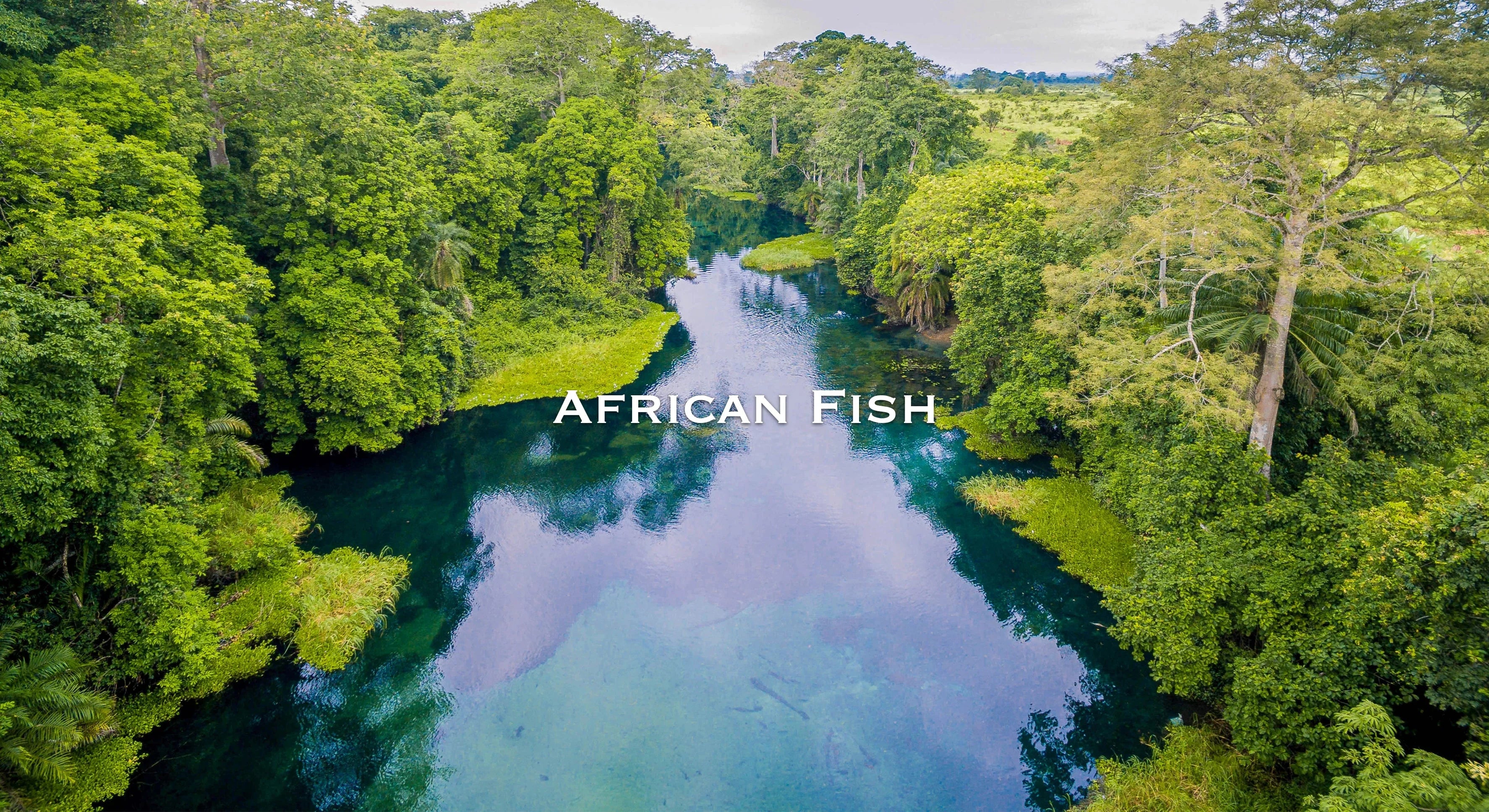 African Fish For Sale Online - Lone Star Rare Exotic Fish Co.