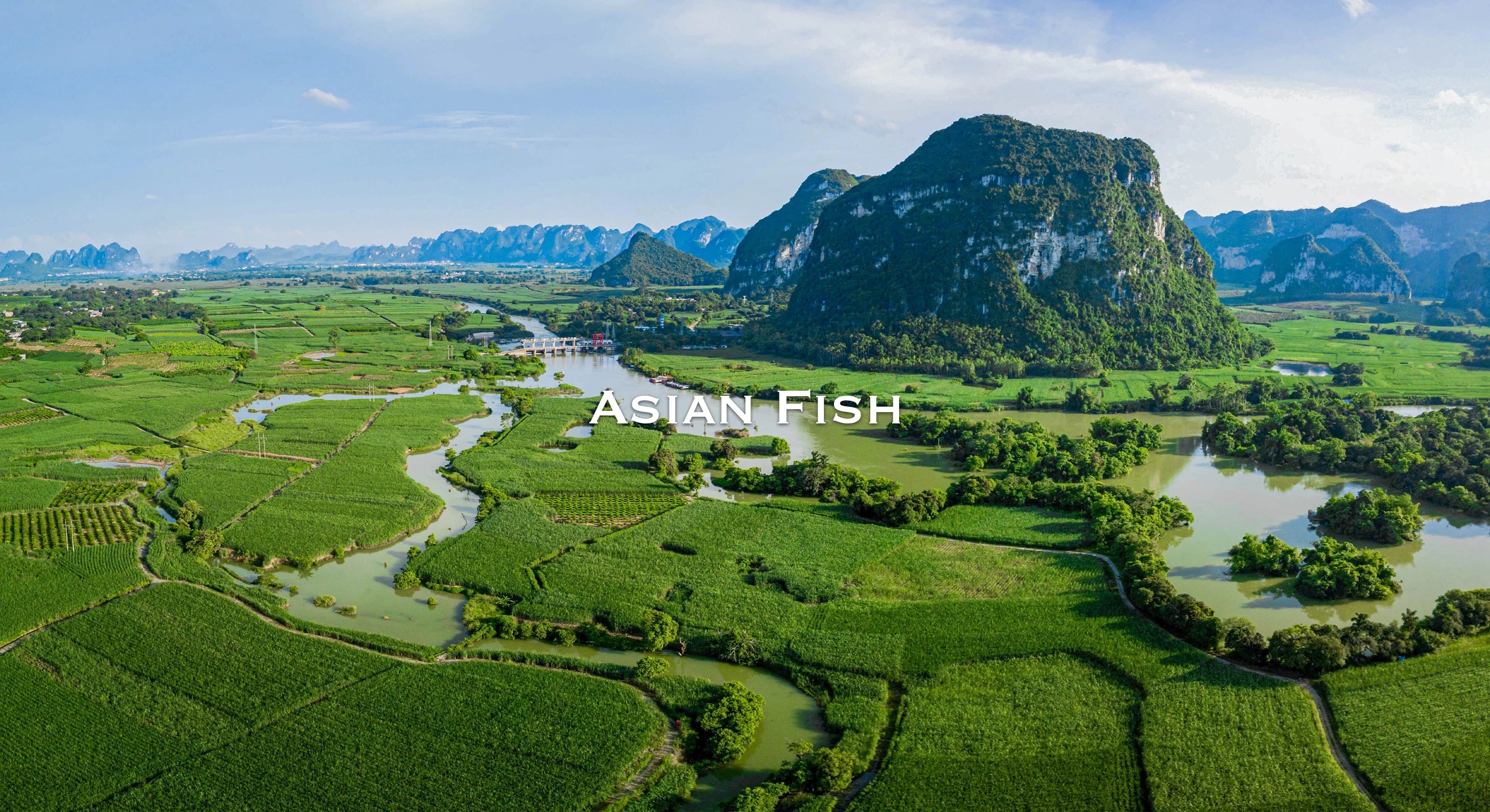 Asian Fish For Sale Online - Lone Star Rare Exotic Fish Co.