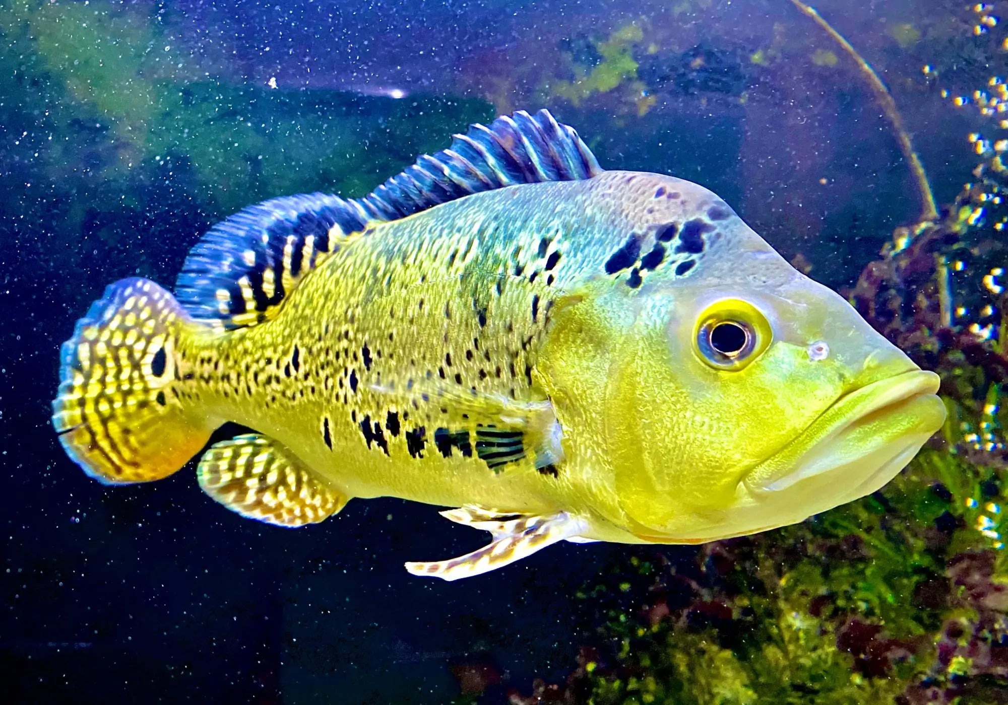 Peacock Bass For Sale Online | Lone Star Rare Exotic Fish Co.