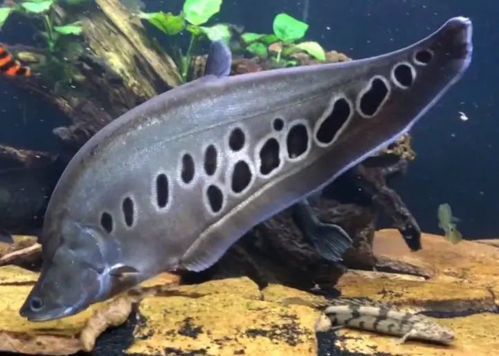 Knifefish For Sale Online | Lone Star Rare Exotic Fish Co.