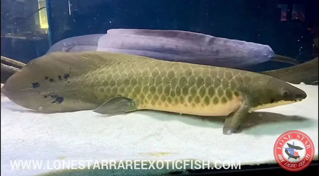 Lungfish For Sale Online - Lone Star Rare Exotic Fish Co.