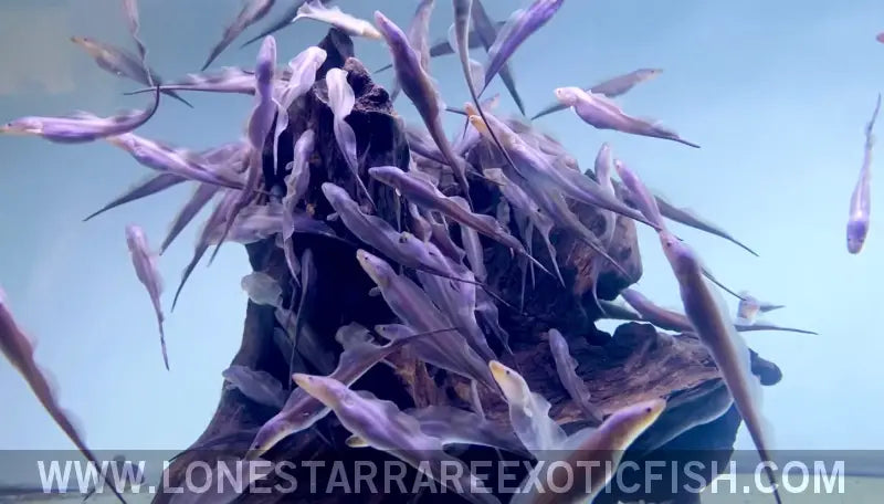 Aba Aba Knifefish / Gymnarchus Niloticus For Sale Online | Live ...