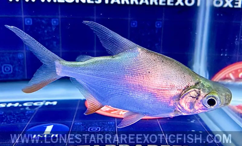 African Moon Fish / Citharinus Latus For Sale Online | Live Freshwater ...