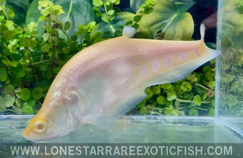 Albino Clown Knifefish / Chitala Ornata Sp. Albino for Sale Online ...