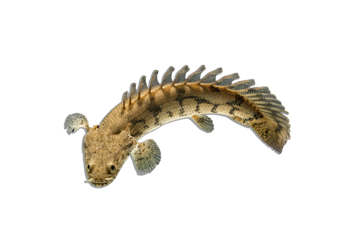 Polypterus Bichirs For Sale Online | Lone Star Rare Exotic Fish Co.