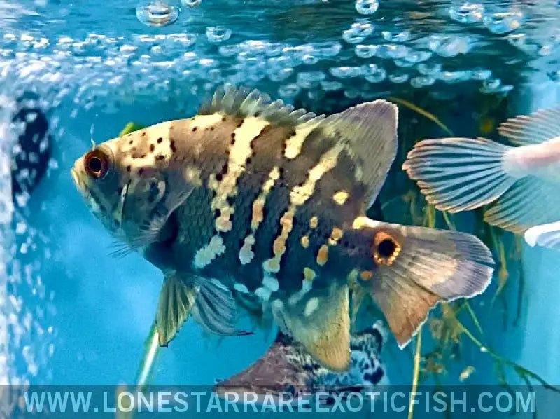 Bumblebee Oscar Cichlid / Astronotus Orbicularis for Sale Online | Live ...