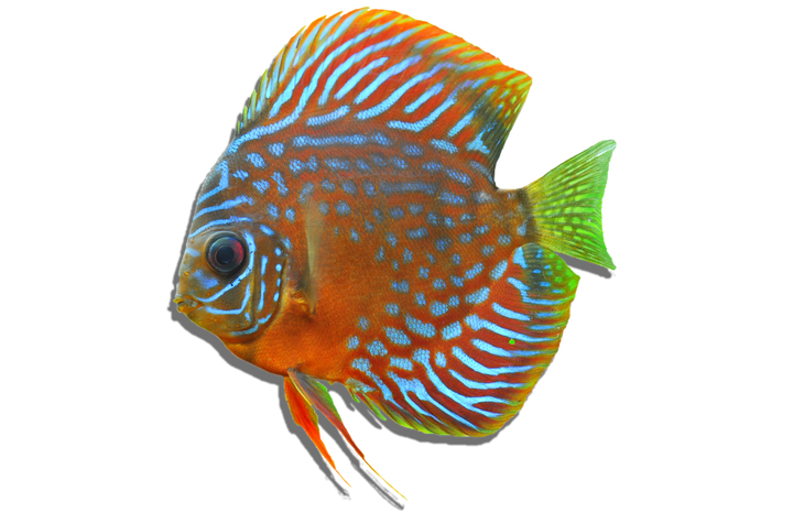 Freshwater Puffers For Sale Online | Lone Star Rare Exotic Fish Co.