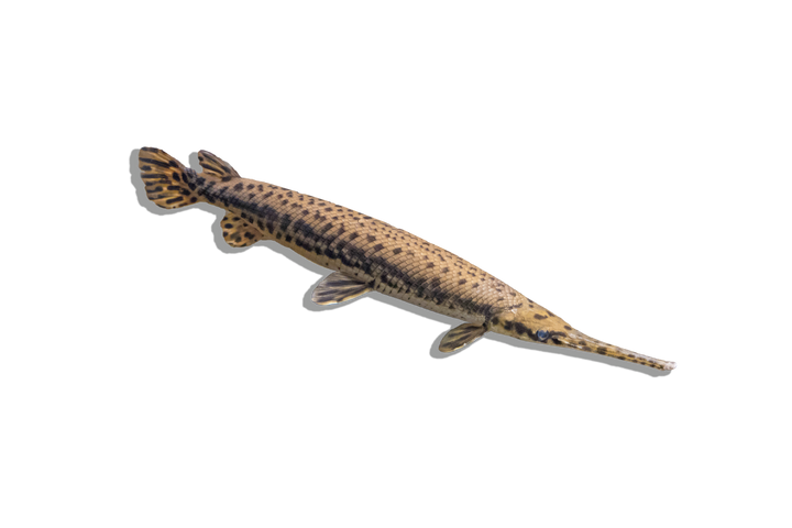 Polypterus Bichirs For Sale Online | Lone Star Rare Exotic Fish Co.