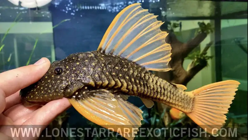 Golden Sailfin Luteus Pleco / Hypostomus Luteus for Sale Online | Live ...