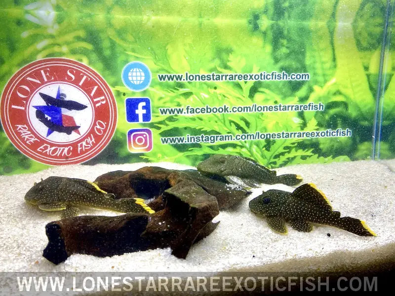 Plecos For Sale Online | Lone Star Rare Exotic Fish Co.