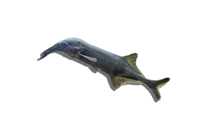 Lone Star Rare Exotic Fish Co | Live Tropical Freshwater Fish For Sale