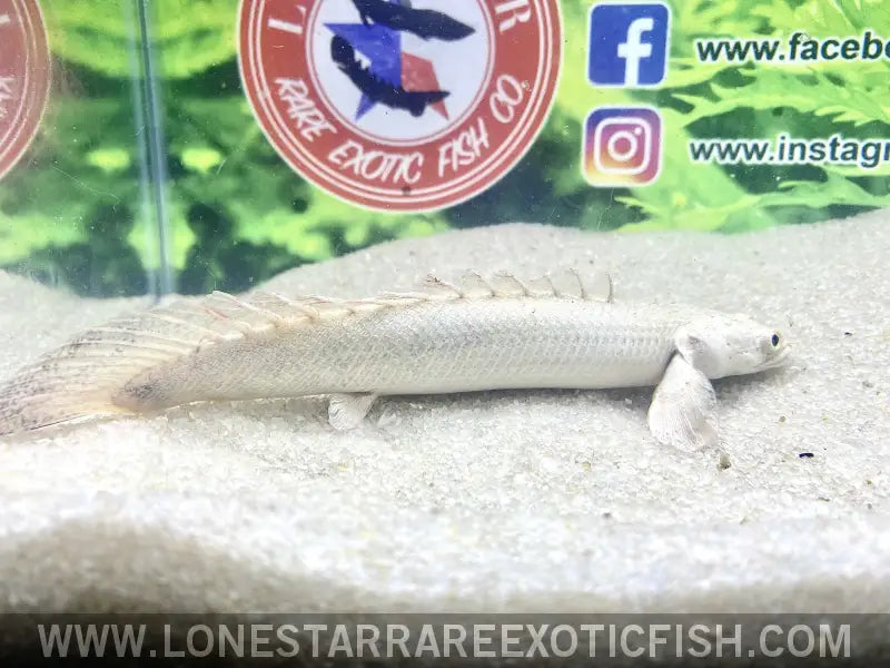 Platinum Endlicheri Bichir / Polypterus Endlicheri for Sale Online ...