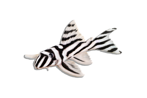 Plecos For Sale Online | Lone Star Rare Exotic Fish Co.