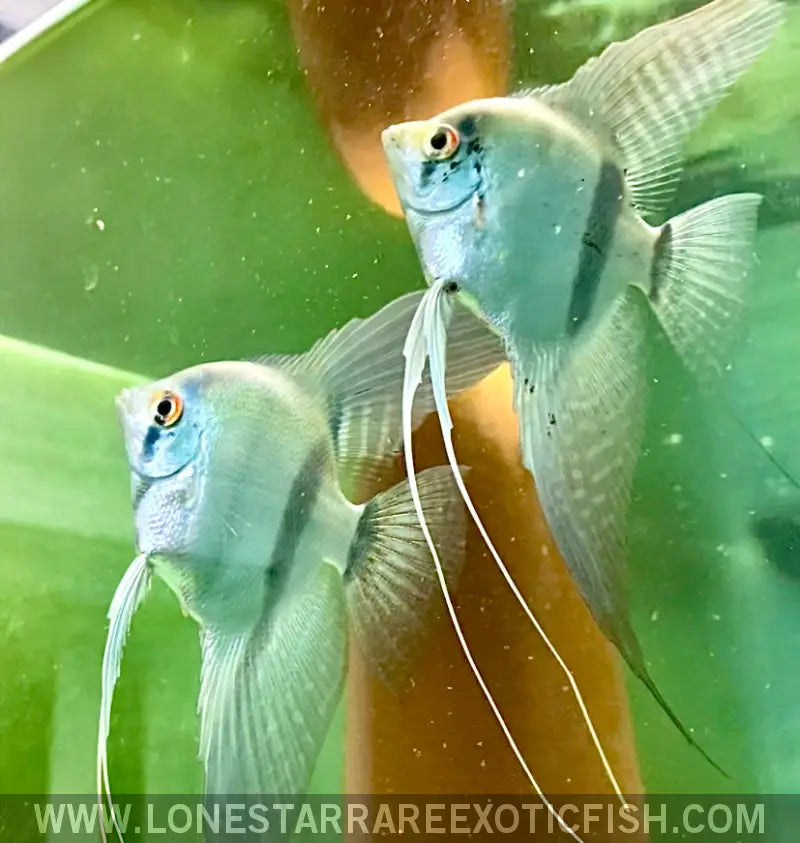 Angelfish For Sale Online - Lone Star Rare Exotic Fish Co.