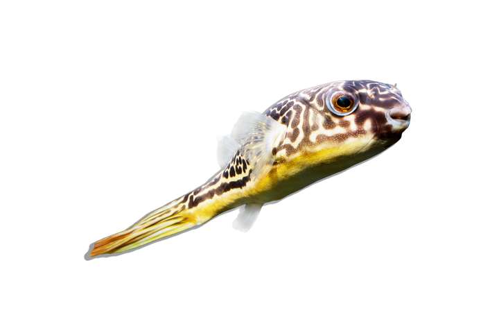Freshwater Puffers For Sale Online | Lone Star Rare Exotic Fish Co.