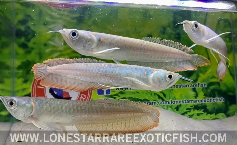 Rare Exotic Tropical Freshwater Fish For Sale Online