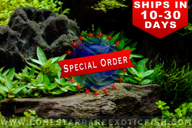 Red Atabapo Fire Pike Cichlid / Crenicichla sp.