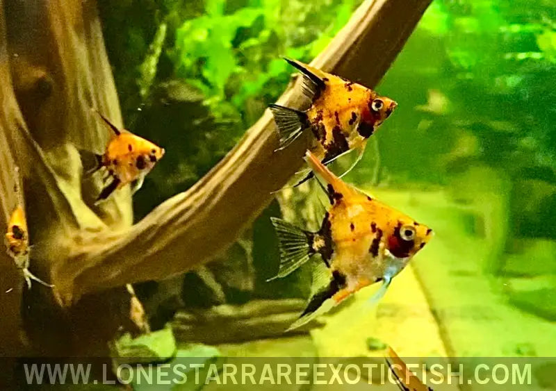 Super Red Koi Angelfish / Pterophyllum Scalare for Sale Online | Live ...