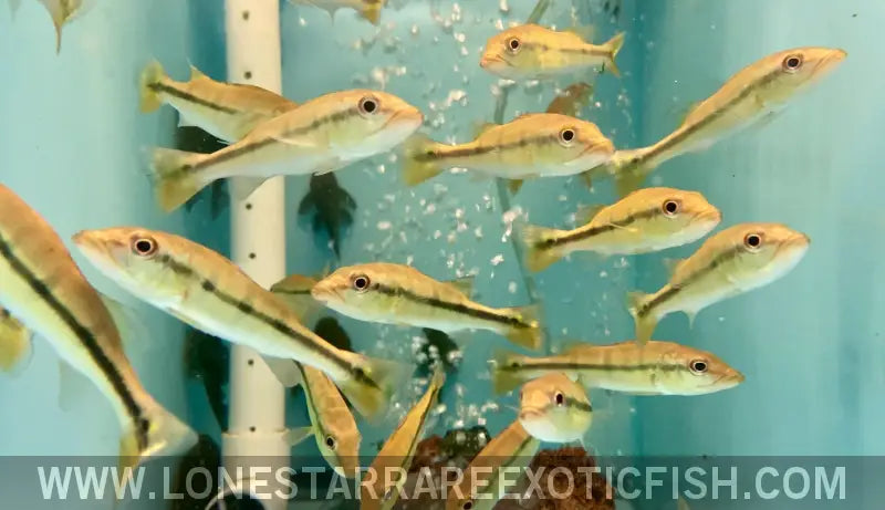 Temensis Peacock Bass / Cichla Temensis for Sale Online | Live ...