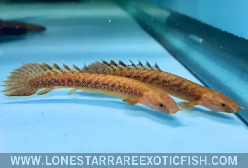Teugelsi Bichir / Polypterus Teugelsi for Sale Online | Live Freshwater ...