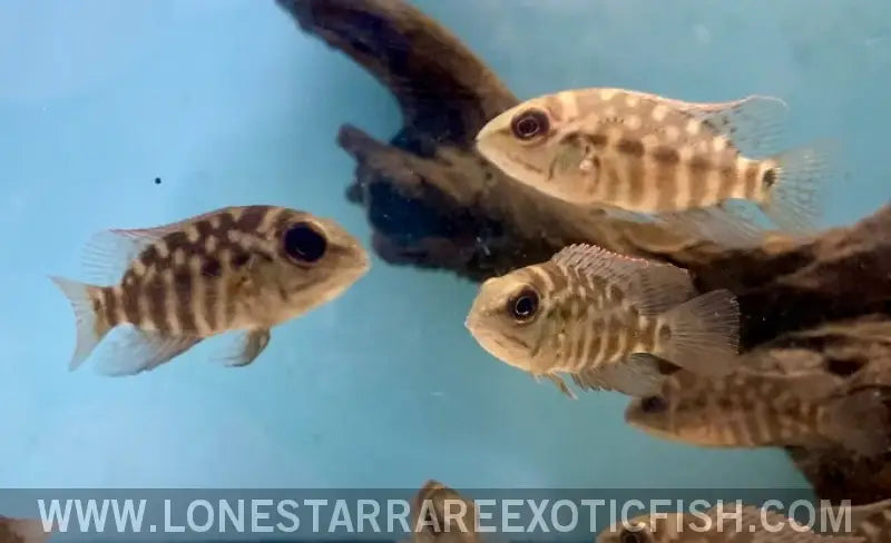 True Parrot Cichlid / Hoplarchus Psittacus for Sale Online | Live ...
