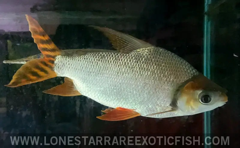 Xl Red Flagtail Prochilodus - Wysiwyg for Sale Online | Live Freshwater ...